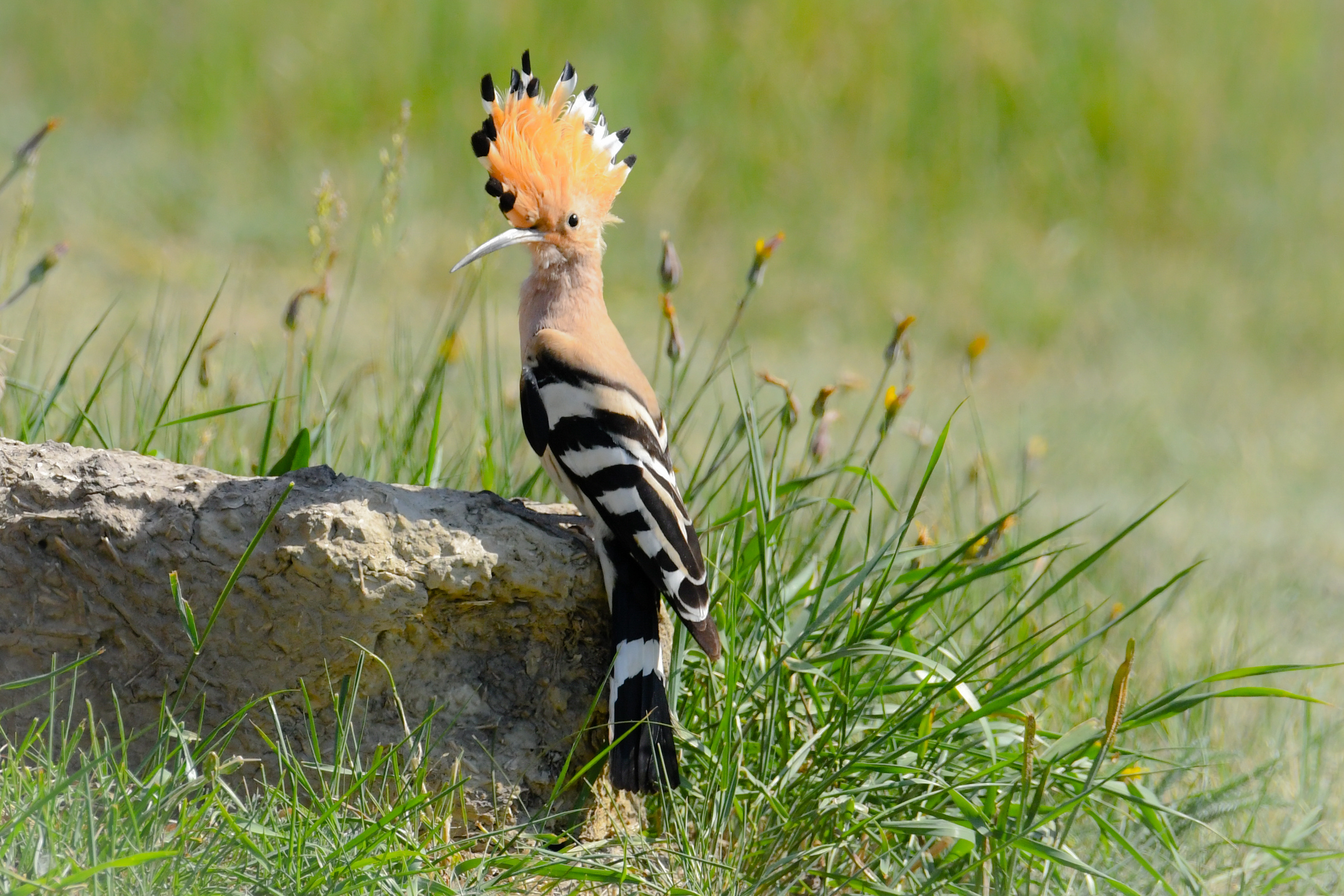 Wildlife op de puszta in Hongarije